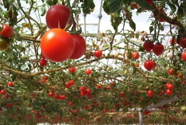 Opal's Homestead Tomato Seeds