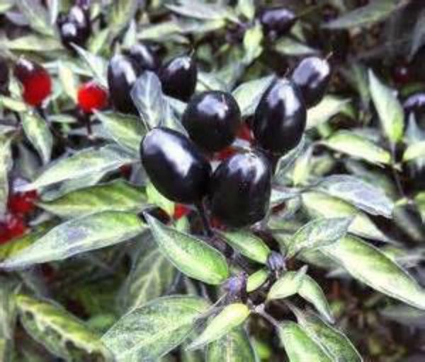 Black Olive Pepper Seeds