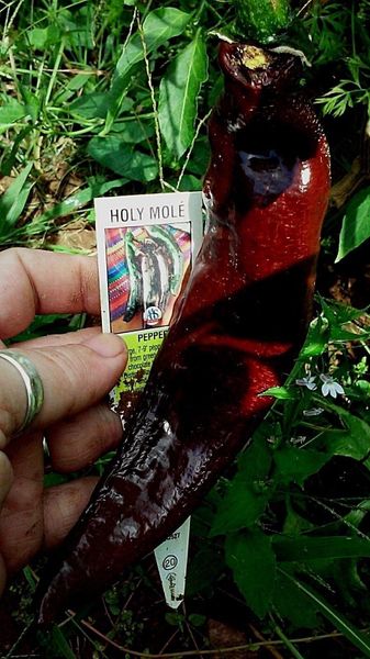 Holy Mole Pepper Seeds