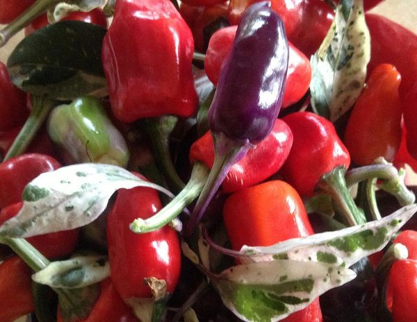 Rare Tricolor Variegata Ornamental Pepper