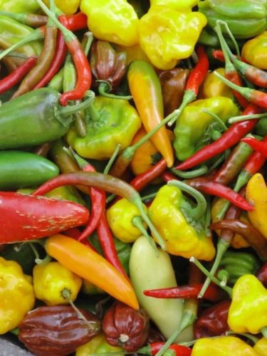 Assorted Hot Pepper Seeds