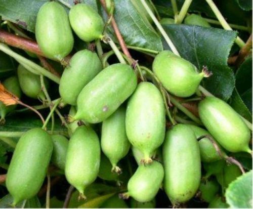 Issai Kiwi Seeds - No Fuzz! Super Sweet Mini Fruit