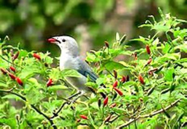 Birds Eye Chili Pepper Seeds
