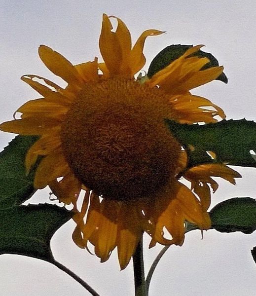 Sunflower #11 Single Huge Heads w/ Long Petals & Big yellow Centers