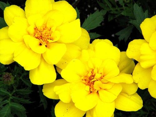 Safari Yellow Marigold Seeds
