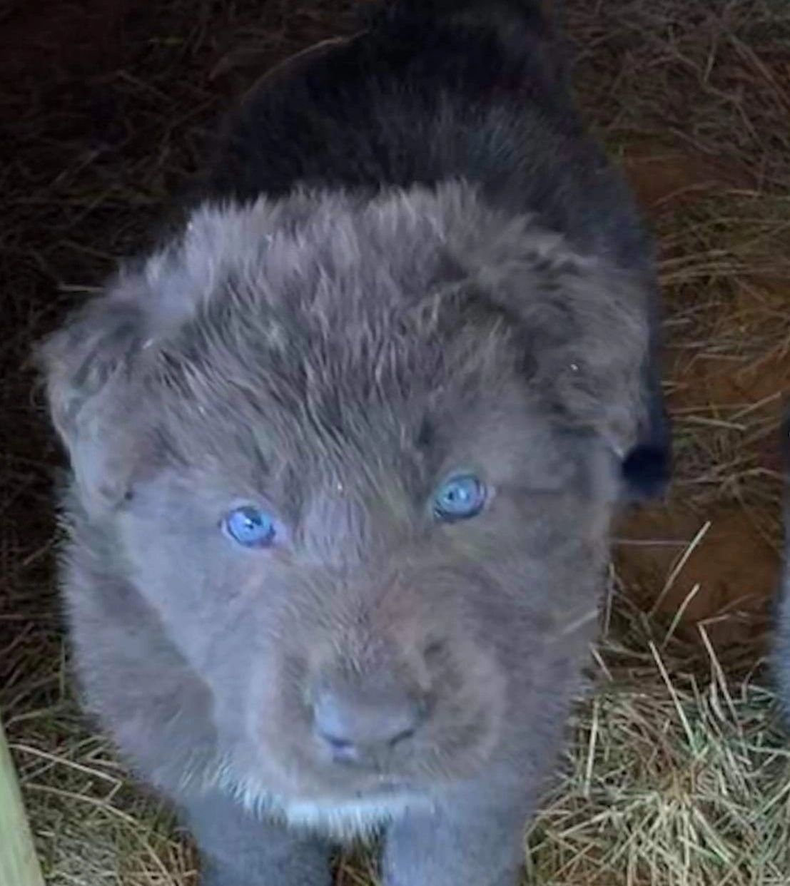Blue Bay Shepherd Price What Do They Cost