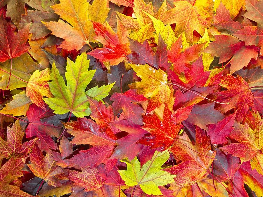 Leaves leaves