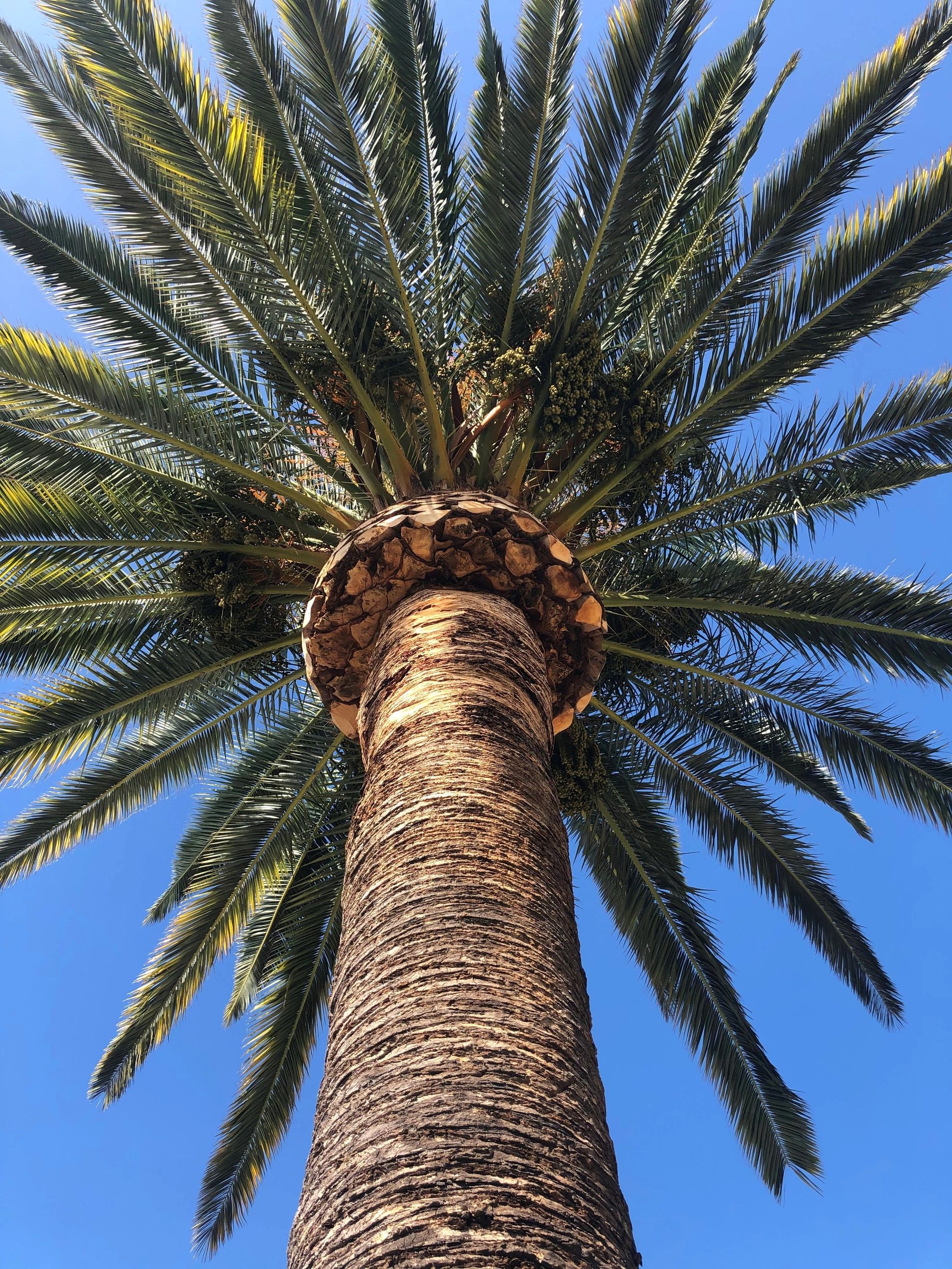 Happy Growing Palms - Palm Tree, Tropical Palms Seeds Trees