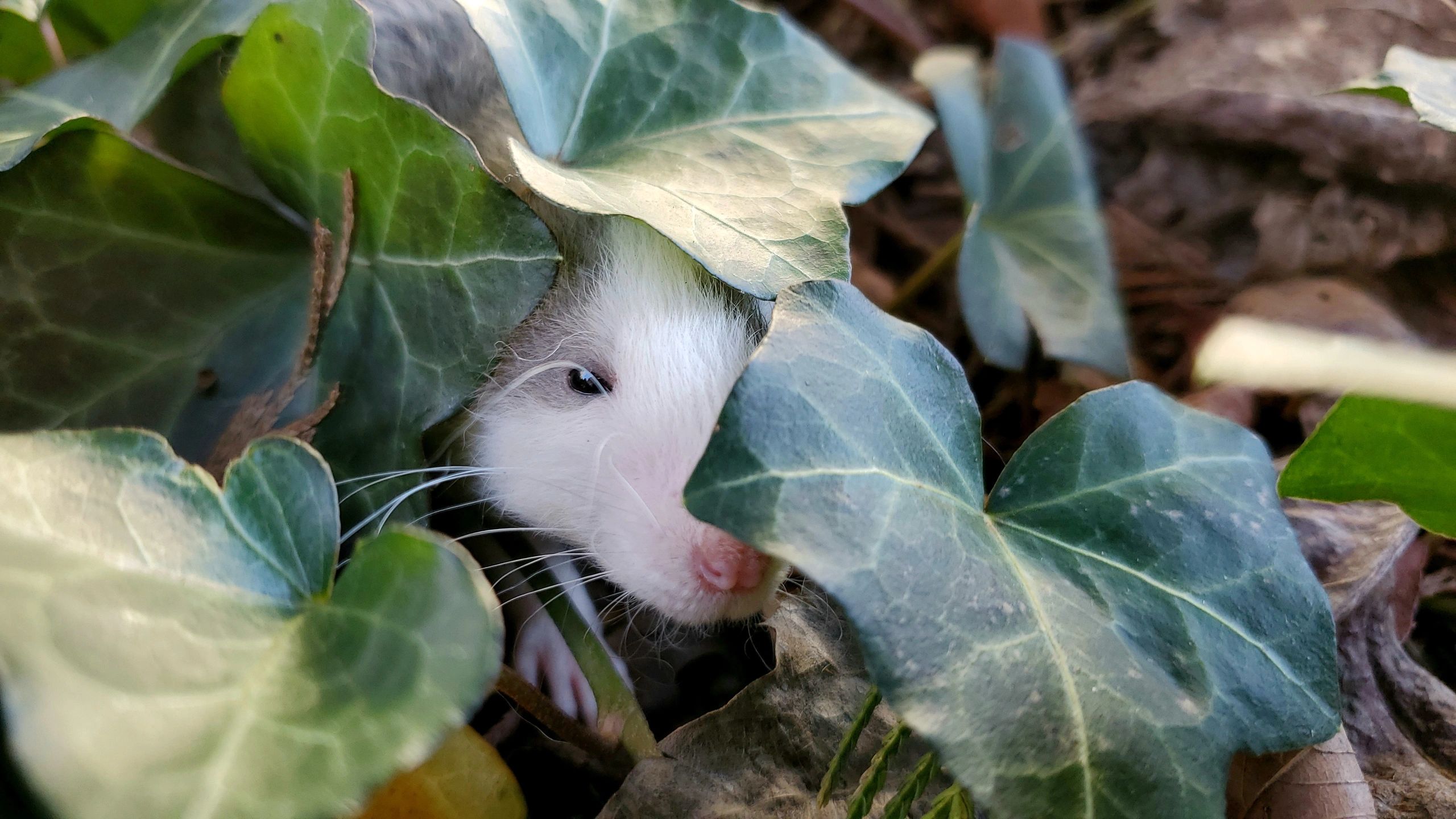 BentleyCritters - Pet Rat, Pet Pigeon, Chickens