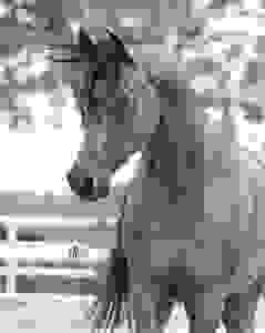 Broodmares | Western Cross Arabians