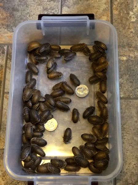 100 Large Dubia ~ 1" to 1.25"