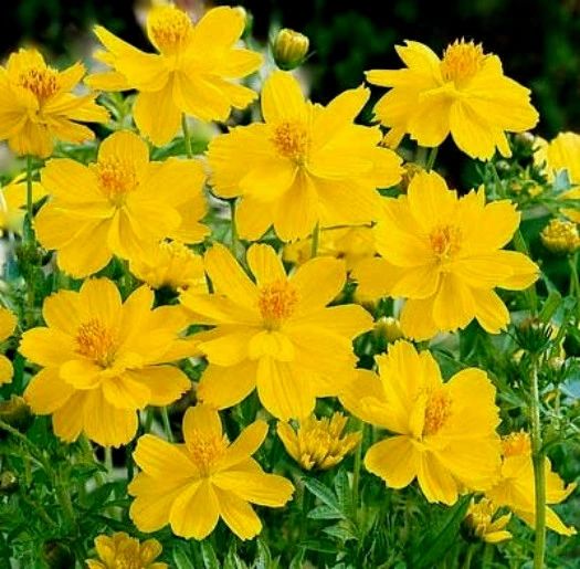 "COSMOS - TALL YELLOW SUNSHINE " YELLOW COSMOS SEEDS, SULFUR COSMOS ...