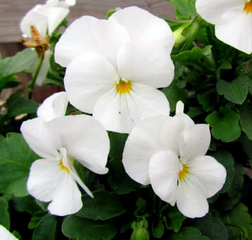 "PANSY SEEDS - WHITE" WHITE PANSY SEEDS, WHITE VIOLA SEEDS, WHITE ...