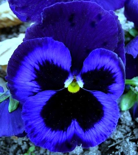 "PANSY SEEDS - ULLSWATER" BLUE PANSY SEEDS, BLUE VIOLA SEEDS, BLUE ...