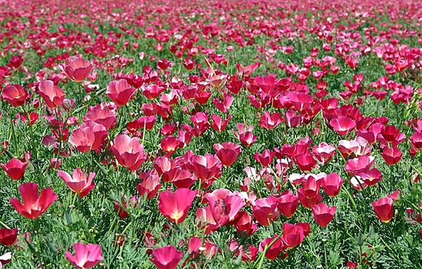 "POPPIES - CARMINE" PINK POPPY SEEDS, RED POPPIES, CALIFORNIA POPPIES ...