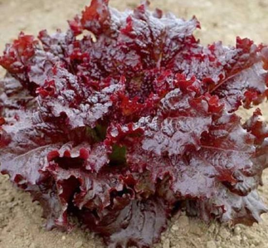 "LETTUCE - RUBY RED" LEAF LETTUCE, RED LEAF LETTUCE SEEDS, RED LETTUCE ...