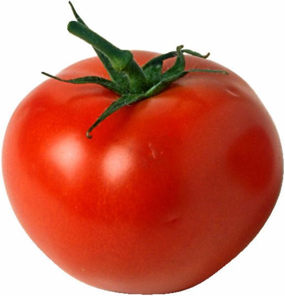 "TOMATO - HOMESTEAD" CANNING TOMATOES, HOMESTEAD TOMATO SEEDS, HEIRLOOM ...