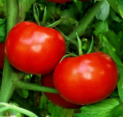 "TOMATO - RUTGERS" CANNING TOMATOES, RUTGERS TOMATO SEEDS, HEIRLOOM SEEDS