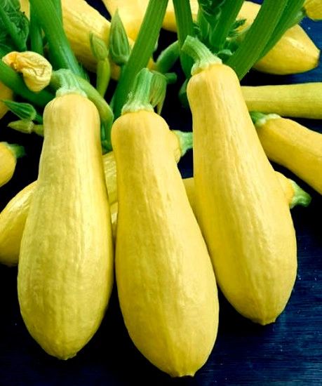 "SQUASH - EARLY PROLIFIC STRAIGHTNECK" YELLOW SQUASH SEEDS, STRAIGHT ...