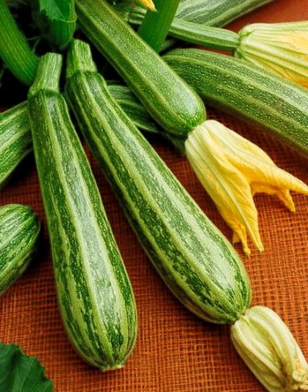 "SQUASH - ITALIAN STRIPED" ZUCCHINI SQUASH SEEDS, ITALIAN STRIPED ...