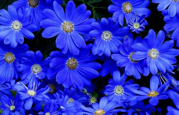 "DAISY - FELICIA THE BLUES" BLUE DAISY SEEDS, BLUE DAISIES, HEIRLOOM SEEDS