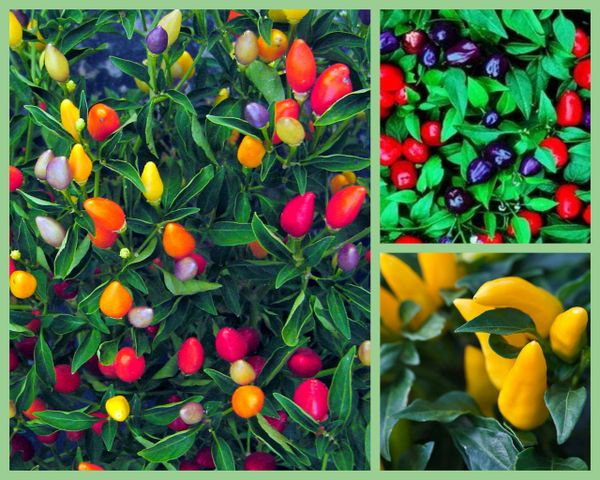 "ORNAMENTAL PEPPERS" 3 PACK SPECIAL, PRAIRIE FIRE, FILIUS BLUE ...