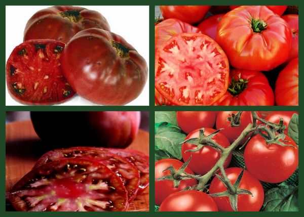 "TERRIFIC TOMATOES" 4 PACK SPECIAL, CHEROKEE PURPLE, RUSSIAN BLACK KRIM ...