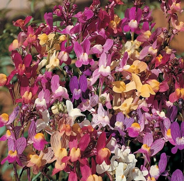"SNAPDRAGONS - FARM MIX" SPURRED BABY SNAPDRAGON SEEDS, MIXED ...