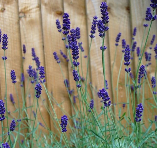 "BLUE LAVENDER", BLUE HIDCOTE LAVENDER, HERB SEEDS, HEIRLOOM SEEDS