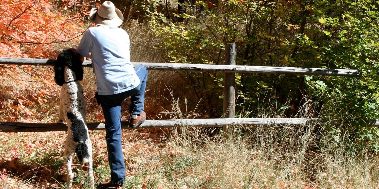 Frenchies Standard Poodles