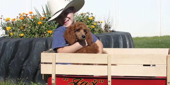 Frenchies Standard Poodles