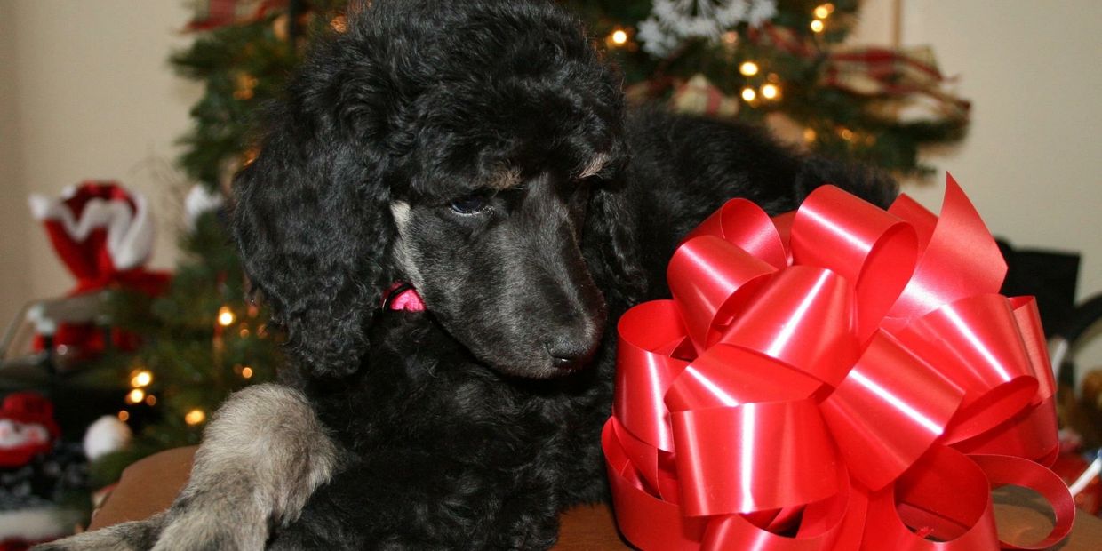 Frenchies Standard Poodles