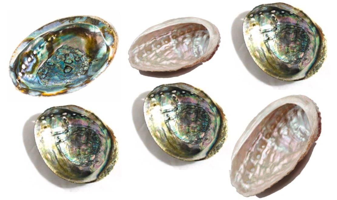 Wholesale Abalone Shell- 4-5 Inch ( 6 Pcs) @ $3.89/EACH