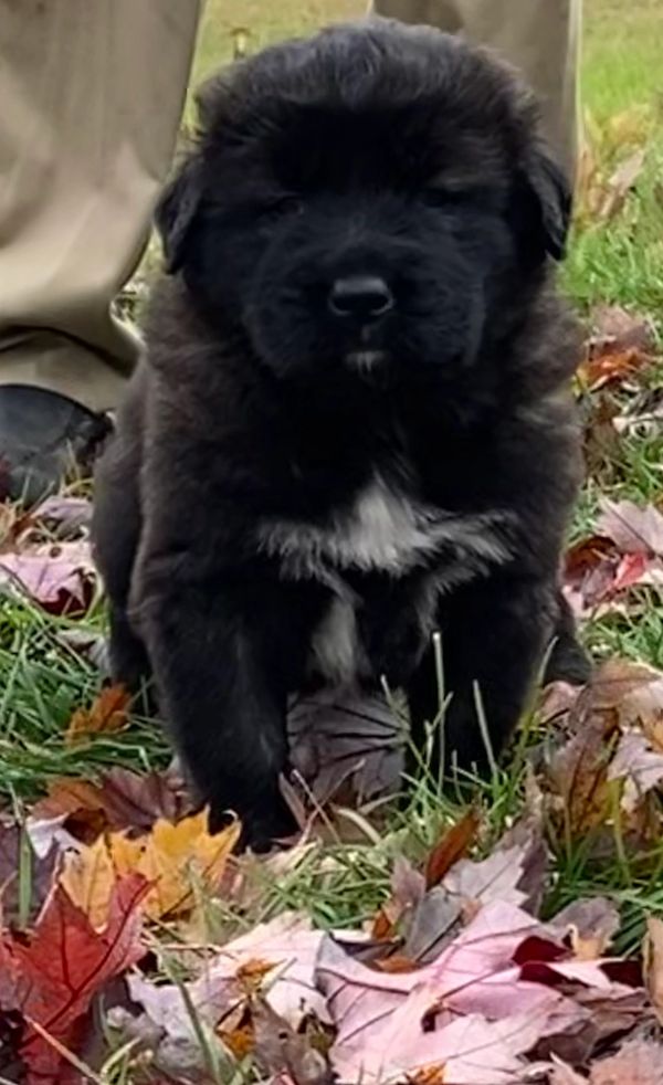 Caucasian Shepherd - Royal Caucasian Shepherds