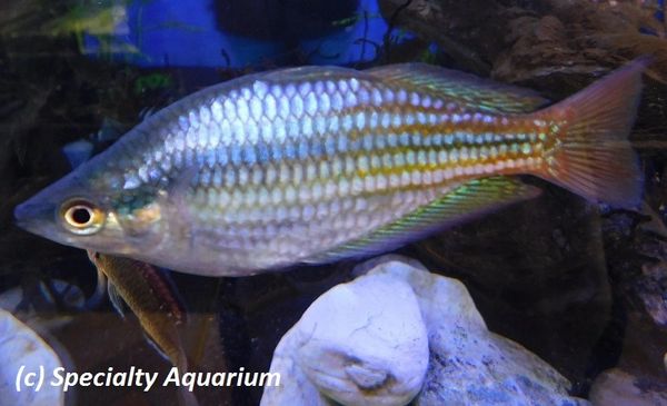 XLGE DISPLAY EASTERN RAINBOWFISH 8.0 - 10.0cm (Melanotaenia splendida ...