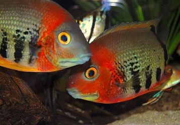 Rotkeil Severum (Red Shoulder) 6.5 - 7.0cm very attractive South ...