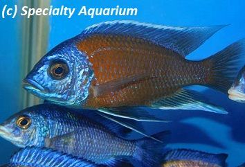 Copadichromis Borleyi Kadango 4.5cm African Lake Malawi Hap Cichlid aka ...