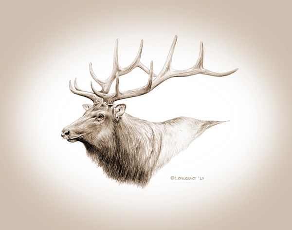 Pencil Drawings Of Elk Heads