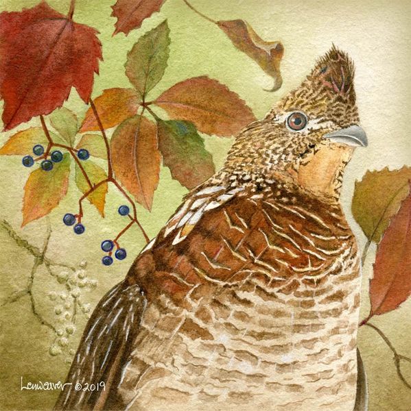 Ruffed Grouse