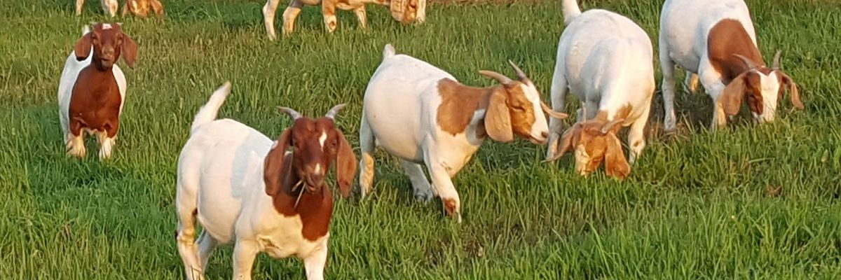 Goat Supplies - The Goat Shop