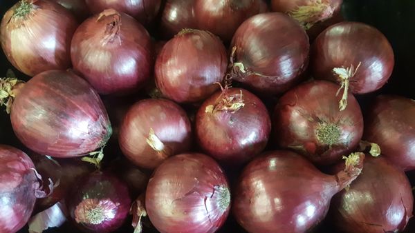 Red Onion Jumbo each