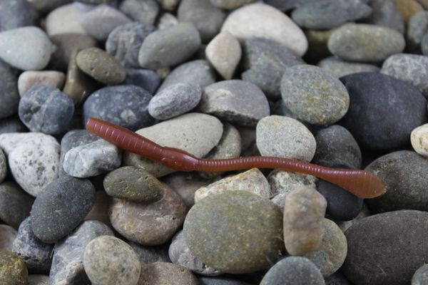 Dirty Worms: Nightcrawler | Cleardrift Tackle