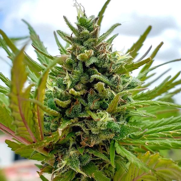 Blueberry Haze regular