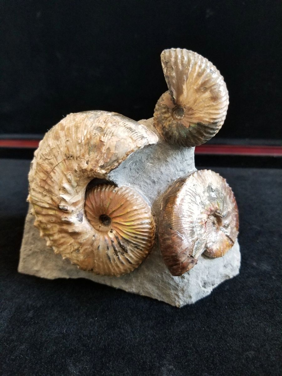 Fox Hills Formation Ammonite Fossils