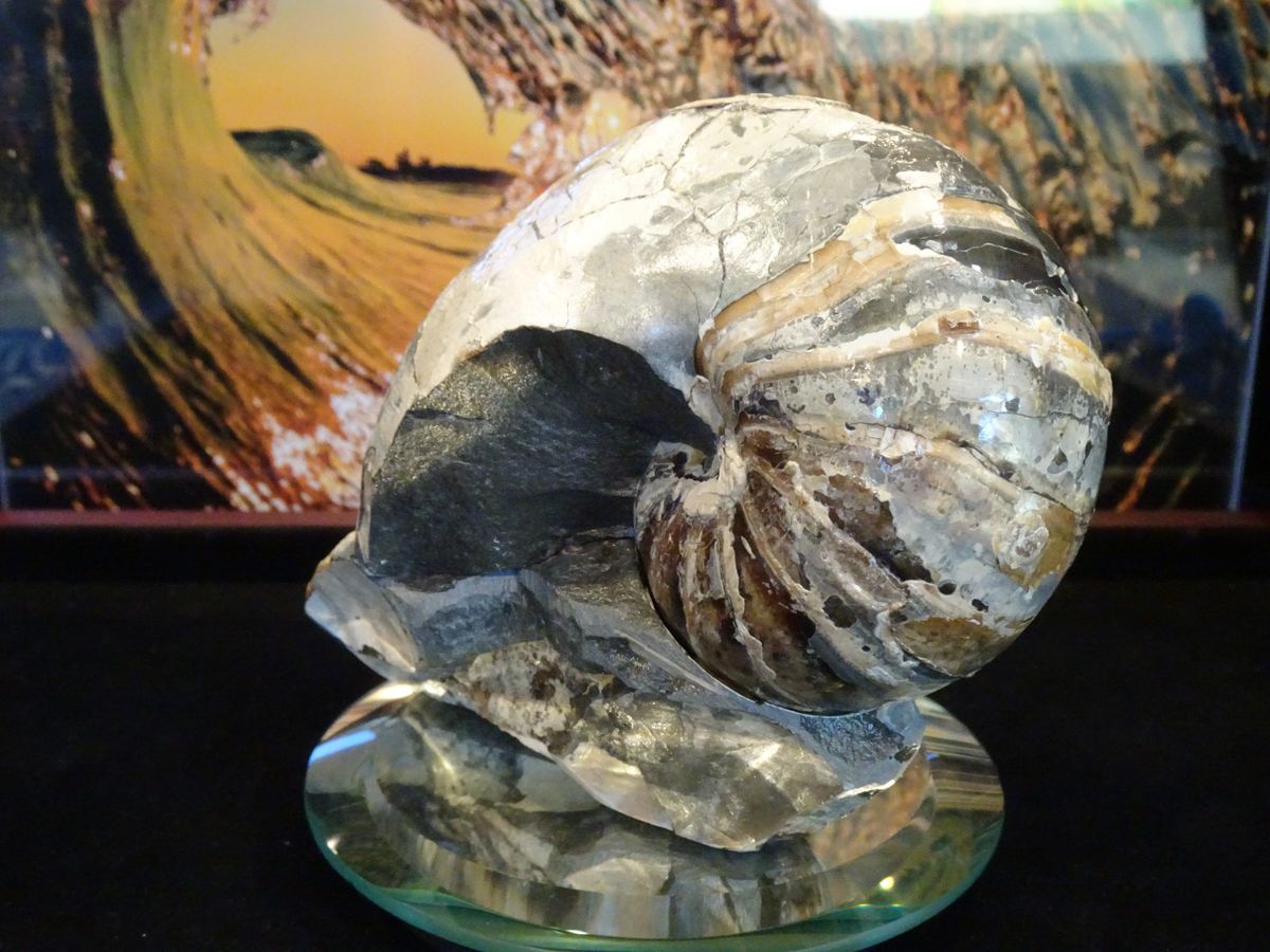 Nautilus Fossils