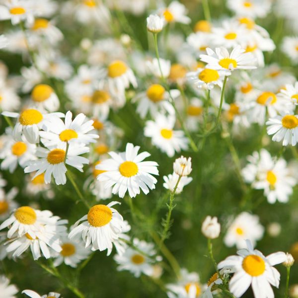 Chamomile Roman 10 Natures Excellence Inc