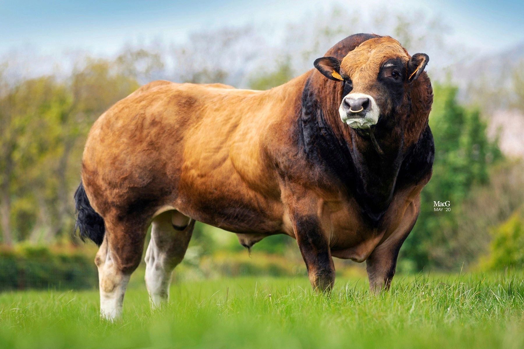 Cattle , Bull Semen - Killerwick Parthenaise