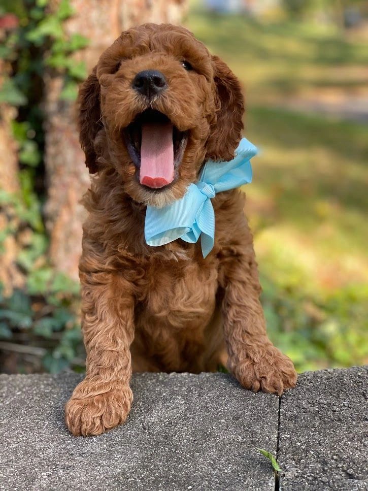 Buckeye Doodles and Poodles - Contract, Goldendoodles, Puppy | Buckeye ...