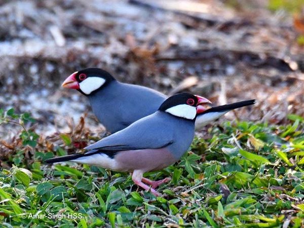 Java finch black bird 1 pair