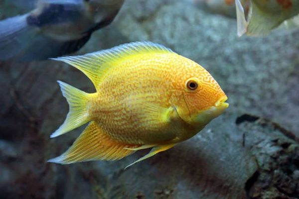 [ 2 piece Only ₹800 ] Golden Yellow Severum Big Size